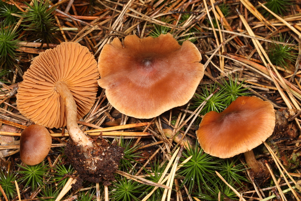 Webcaps from Sweet Valley Pennsylvania on October 17, 2023 at 10:40 AM ...