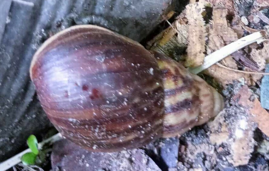 African Giant Snail from Marayag, Davao Oriental, Philippines on ...