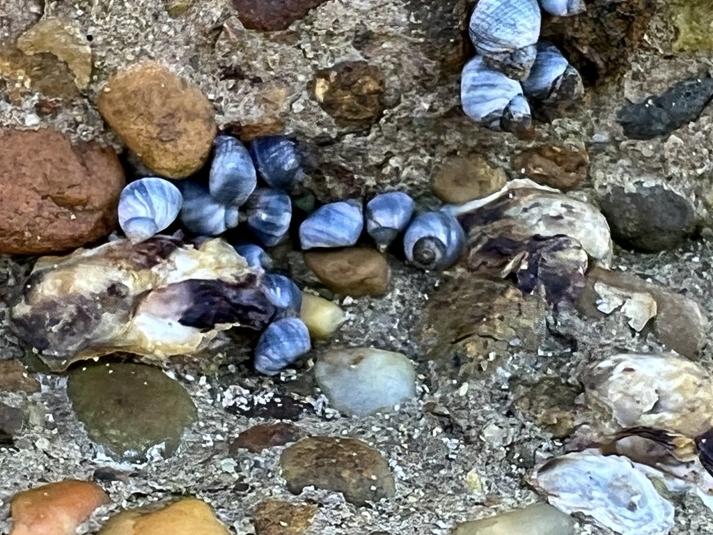Little Blue Periwinkle from North Curl Curl, NSW, AU on November 6 ...