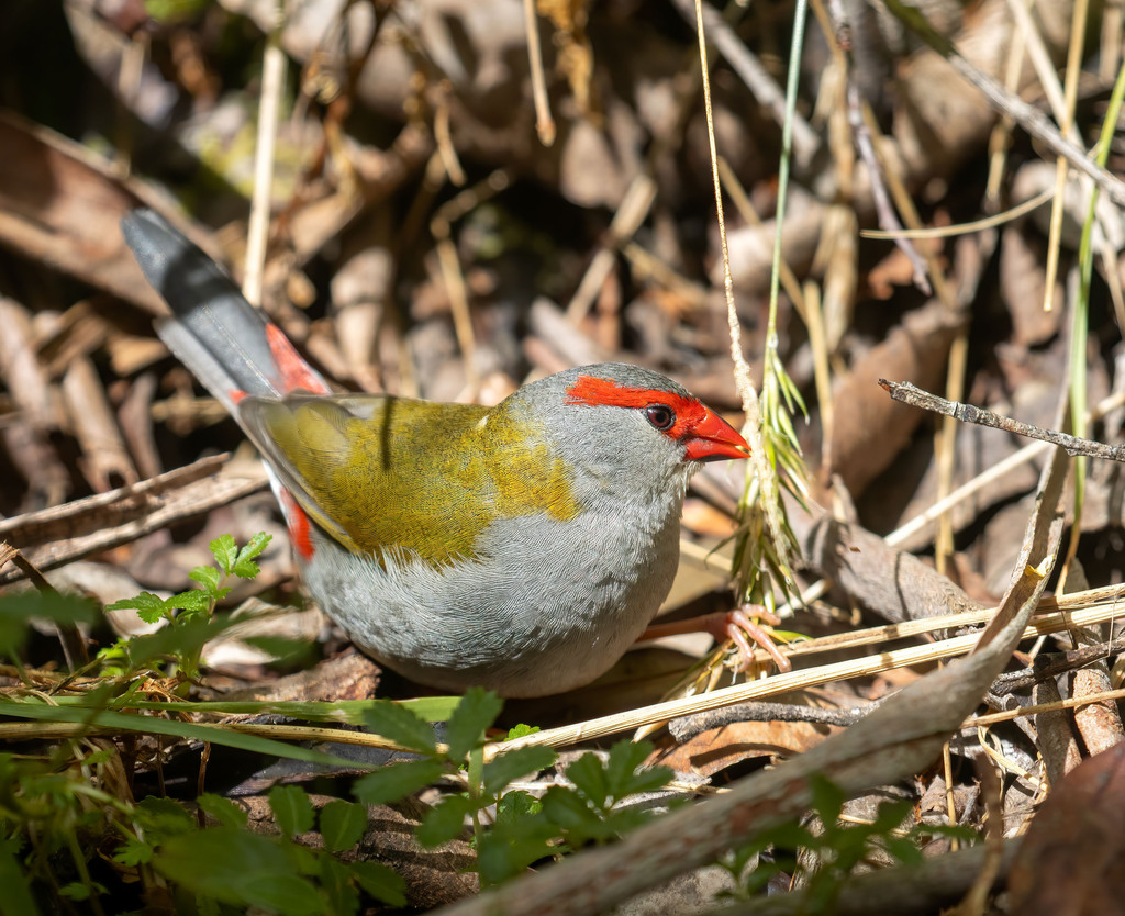 Red-browed Finch from Katoomba NSW 2780, Australia on November 6, 2023 ...