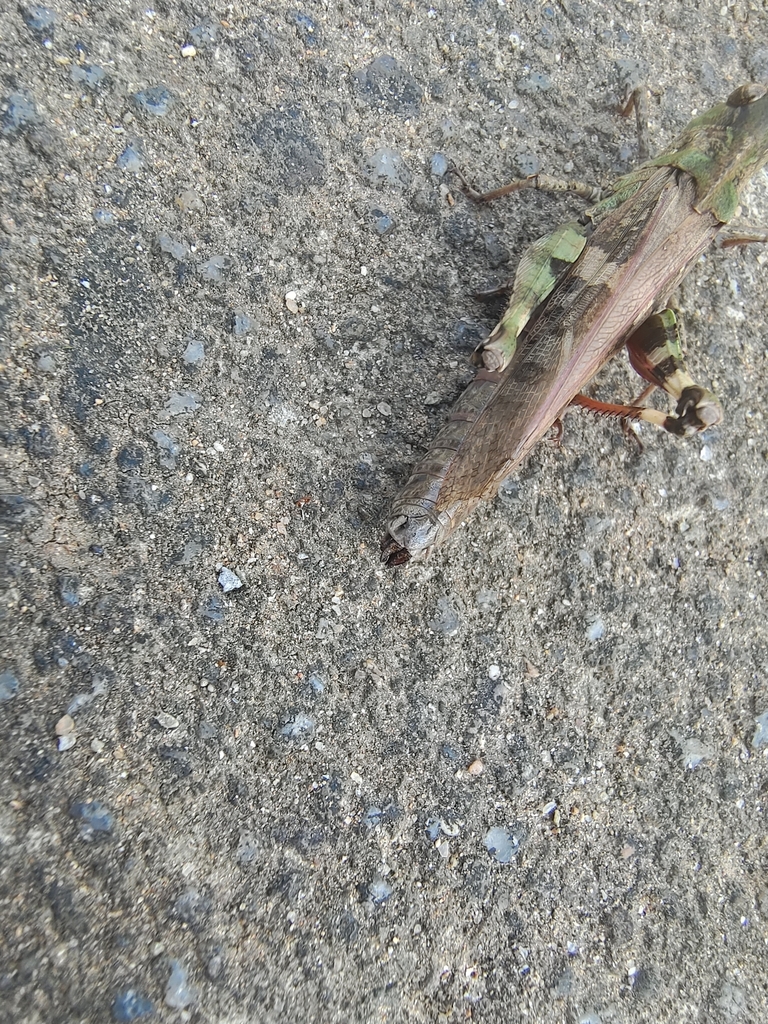 Oedaleus infernalis from Yichun, CN-JX, CN on November 6, 2023 at 02:07 ...