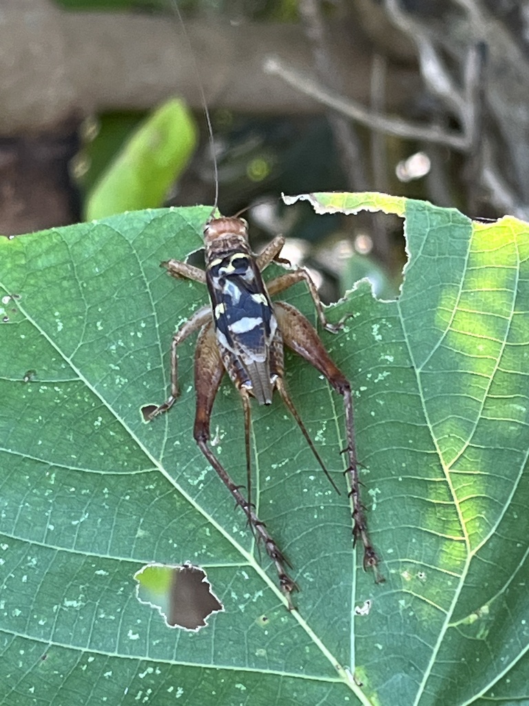 Cardiodactylus guttulus in November 2023 by Nakatada Wachi · iNaturalist