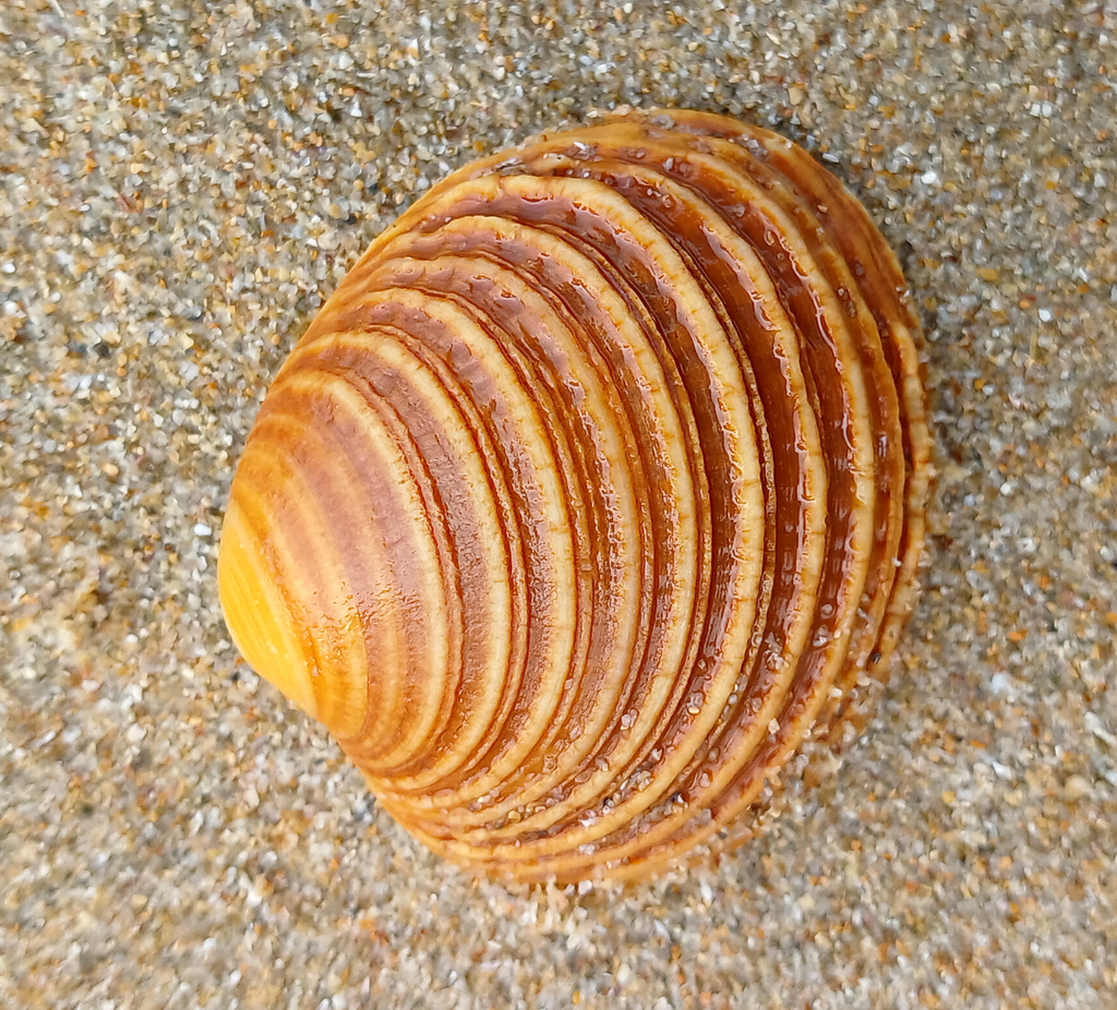 Warty Venus Clam from Garden Route District Municipality, South Africa ...