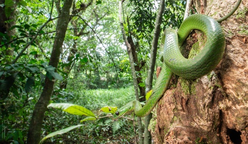 Green Water Snake (Philothamnus hoplogaster) - Snakes and Lizards