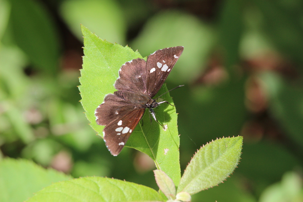 White-banded Flat from 日本、〒190-0181 東京都西多摩郡日の出町大久野 on May 30, 2015 at ...
