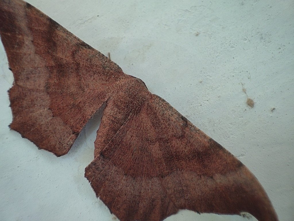 Black Looper from Purohits C-14, RDVV Campus, Pachpedi, Lekha Nagar ...