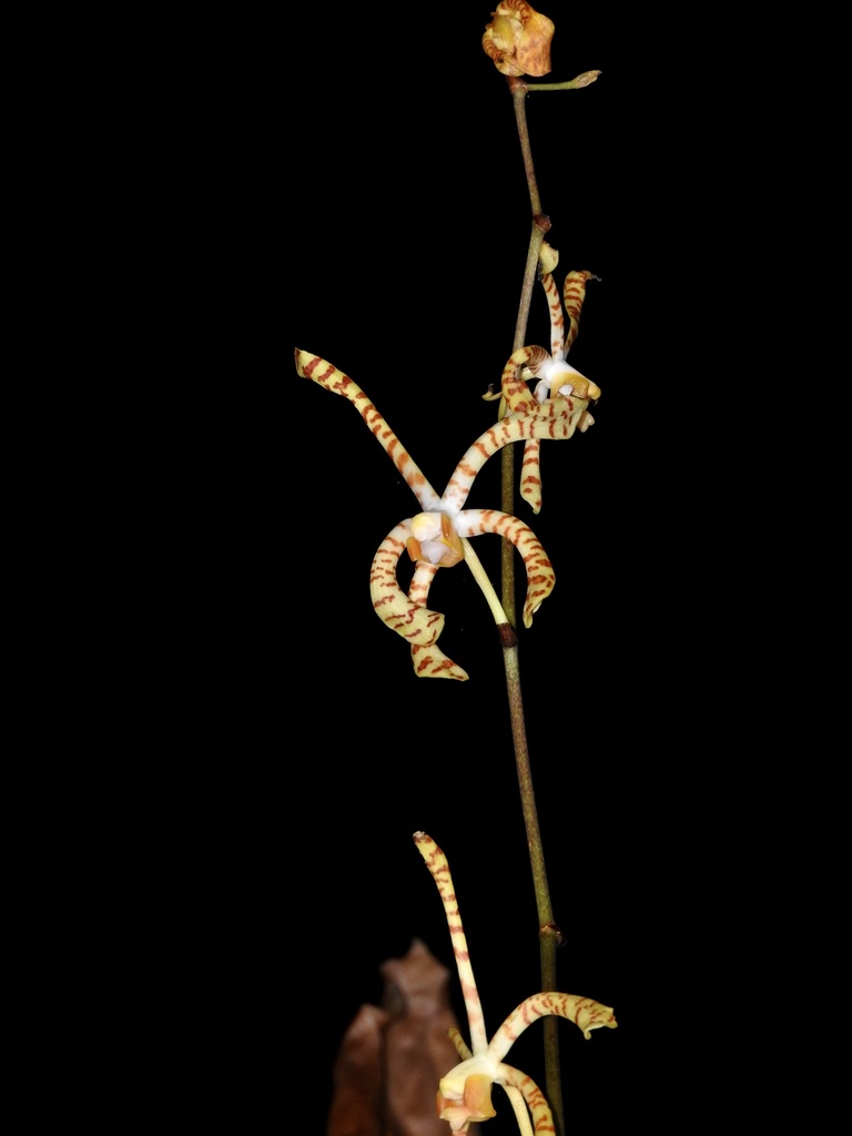 Arachnis flos-aeris in November 2023 by danicalockett · iNaturalist