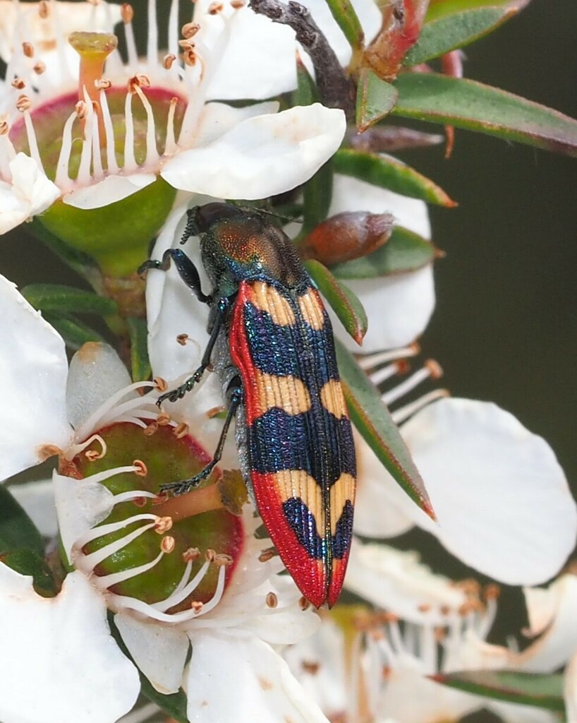 Castiarina punctatosulcata from Emerald VIC 3782, Australia on November ...