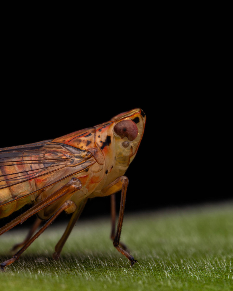 palm planthopper from Brisbane Botanic Gardens Mount Coot-tha, Mount ...