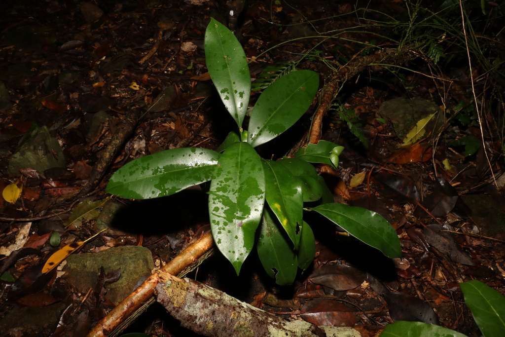 Coolamon Tree from Gold Coast QLD, Australia on November 6, 2023 at 10: ...