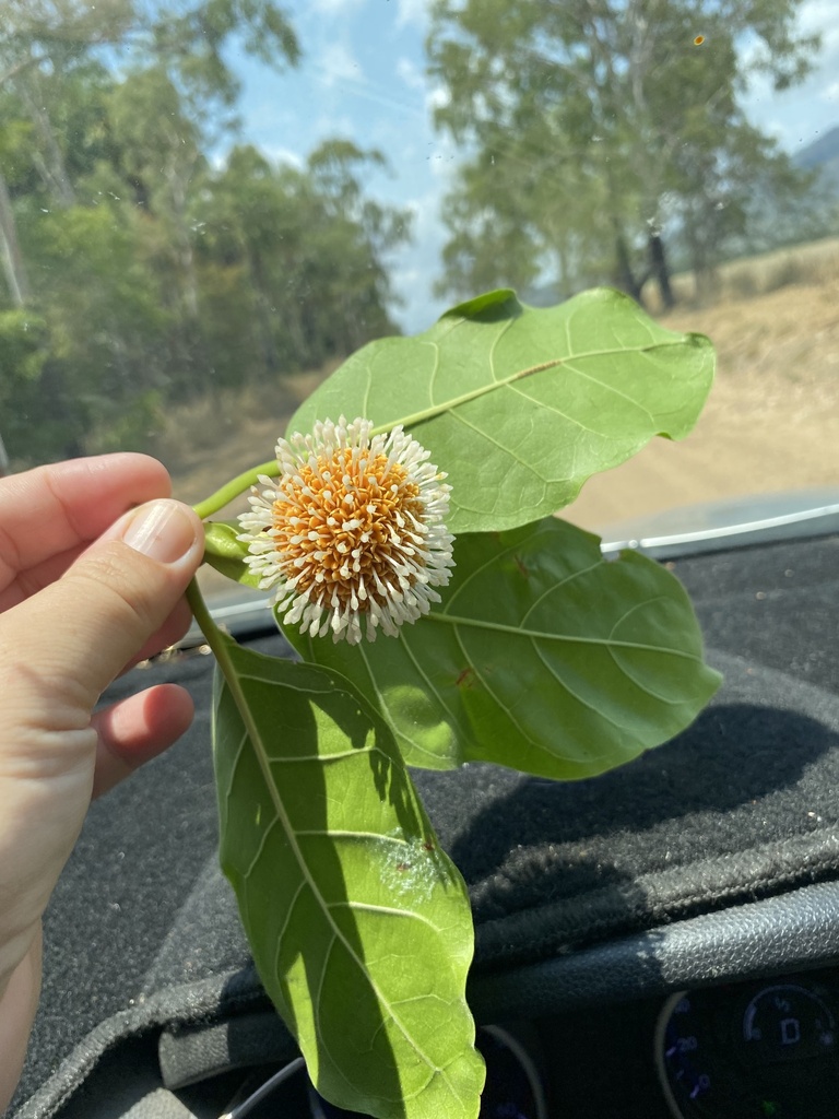Canary Cheesewood from Reed Beds Rd, Mount Surround, QLD, AU on ...