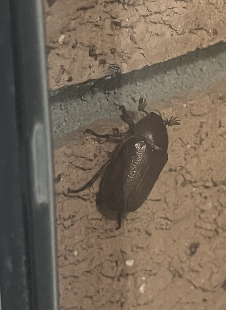 Scarabs in November 2023 by Charmaine. Many beetles flying around ...