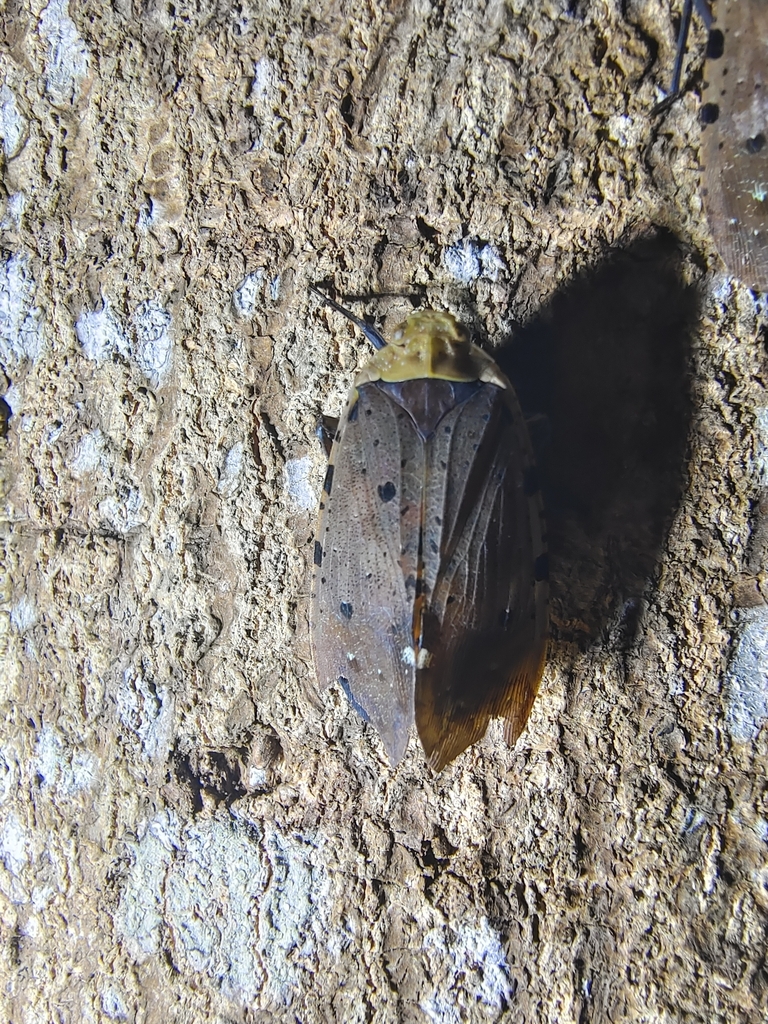 Penthicodes atomaria from Yichun, CN-JX, CN on November 06, 2023 at 06: ...