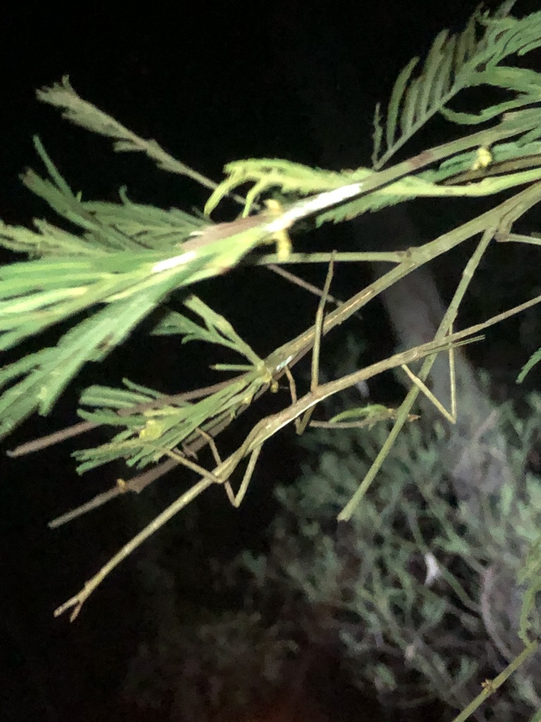 Titan Stick Insect from Mt Coot-tha Forest, Mount Coot-Tha, QLD, AU on ...