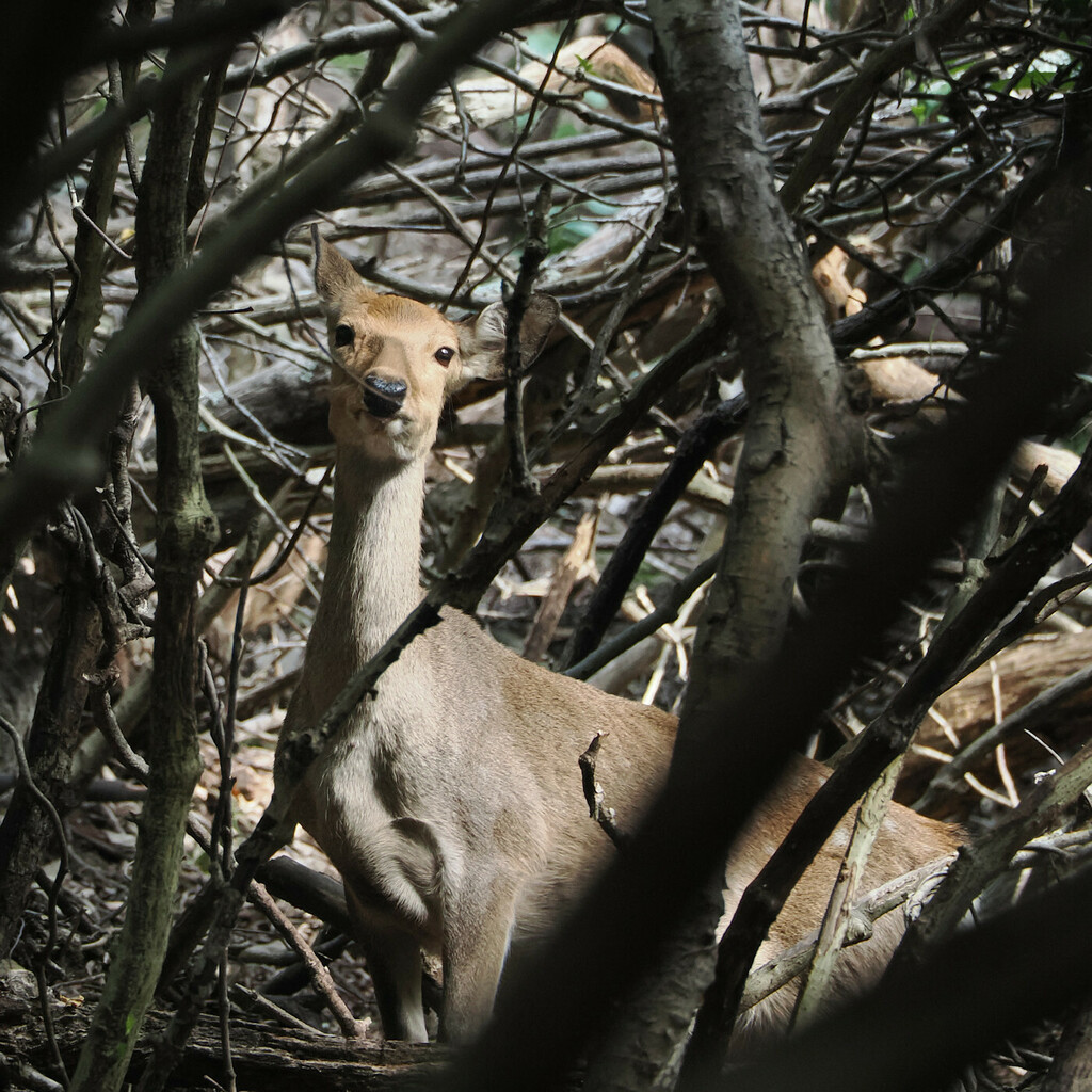 Honshū Sika Deer from Kamishima, Izunokuni, Shizuoka 410-2325, Japan on ...