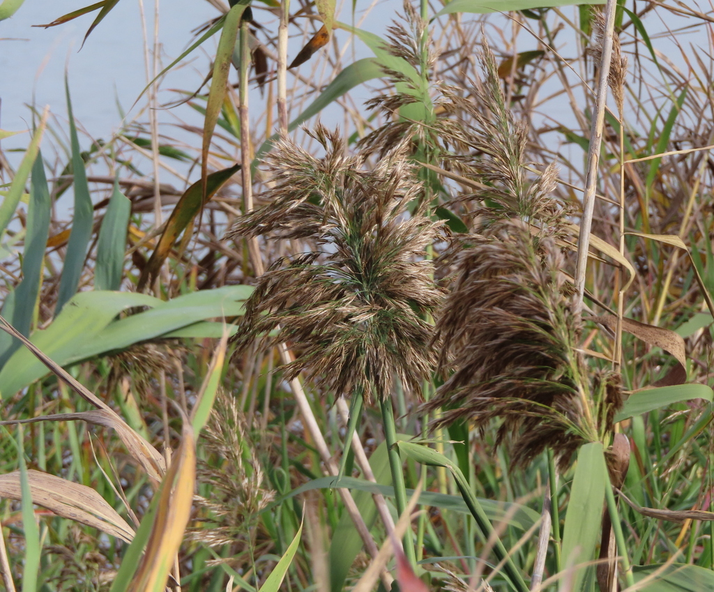 Japanese reed from Suncheonman-gil, Suncheon-si, Jeollanam-do, South ...