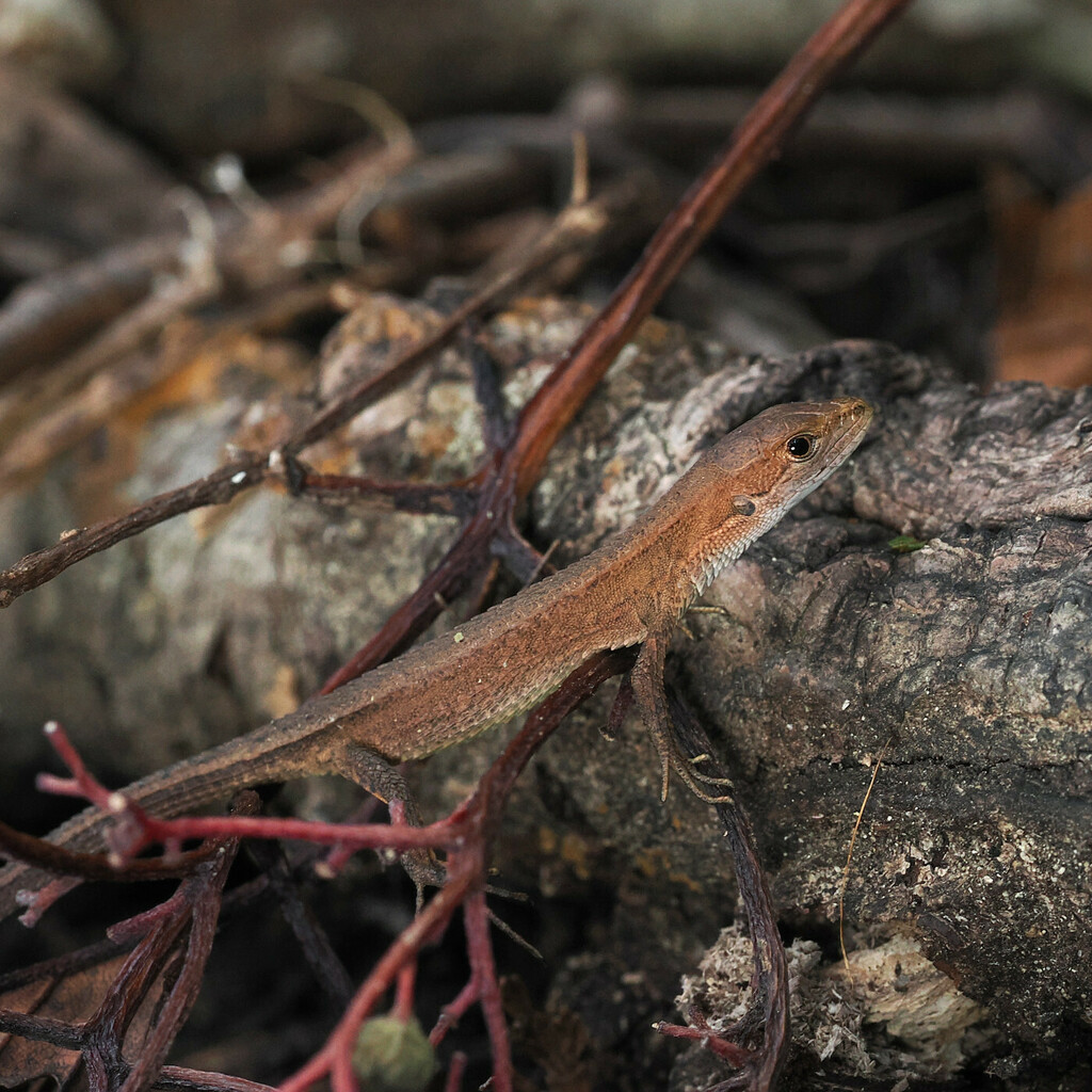 Japanese Grass Lizard from Kamishima, Izunokuni, Shizuoka 410-2325 ...