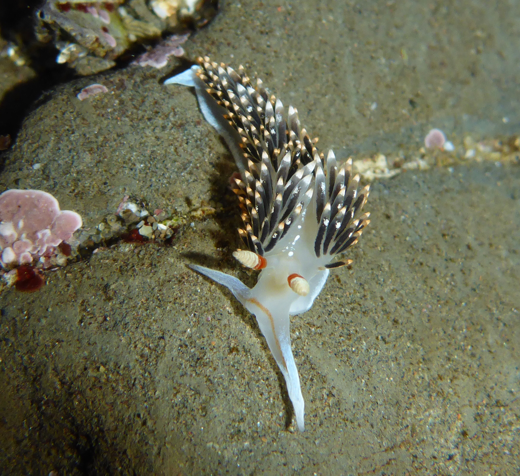 Hilton's Aeolid (Nudibranchs of Pillar Point) · BioDiversity4All