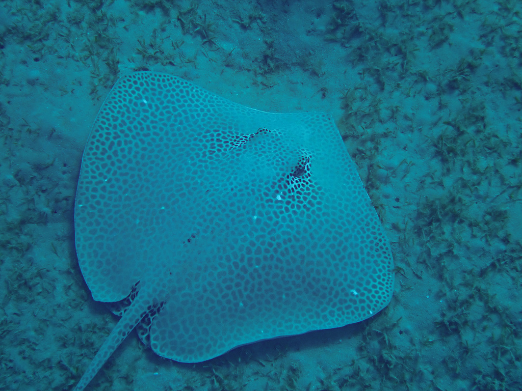 Reticulate Whipray in November 2023 by billyrolls · iNaturalist