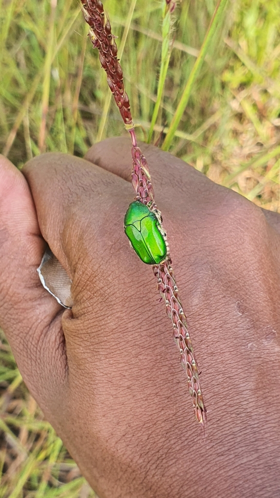 Chiloloba acuta from Bundeli, Chhattisgarh 495683, India on November 5 ...