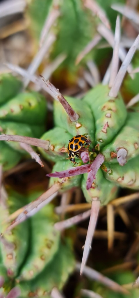Large Spotted Ladybird from Ormond VIC 3204, Australia on November 4 ...