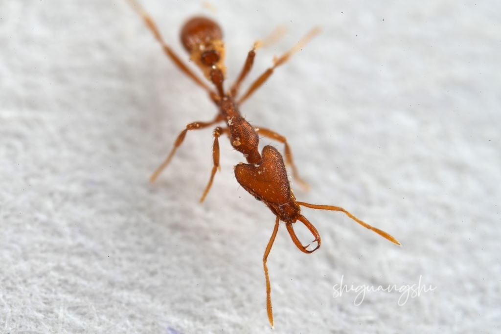 Mustache and Pygmy Snapping Ants from Shanghai, Shanghai, CN on ...