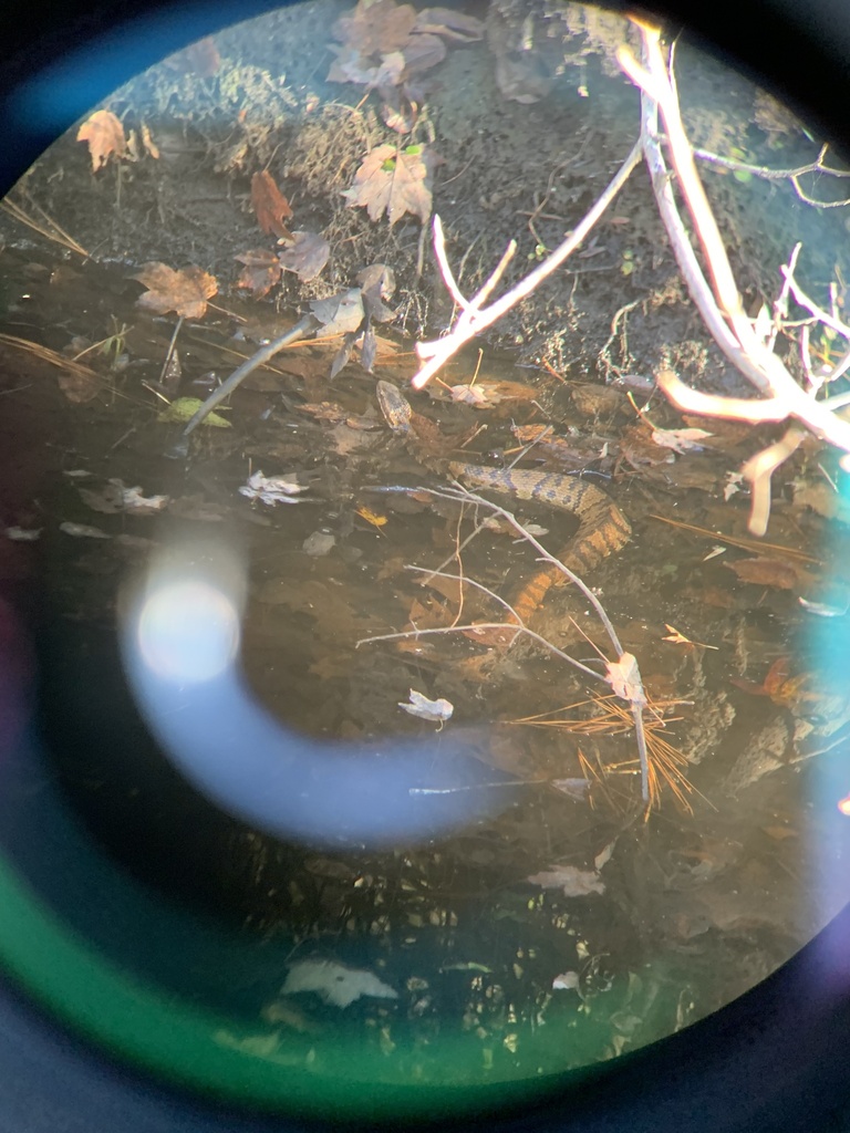 Northern Cottonmouth from Sawyer Lake Rd, Stumpy Point, NC, US on ...