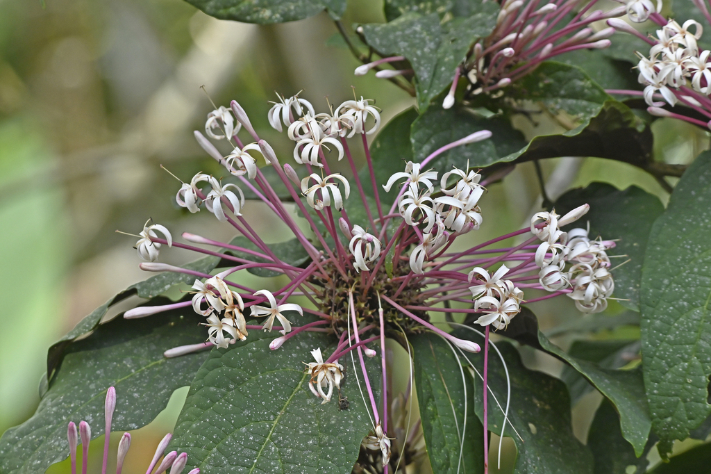 Starburst Bush from Orange Walk District, Belize on January 8, 2023 at ...