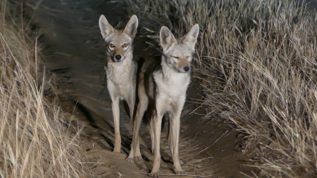 African Wolf (Canis lupaster) - Know Your Mammals