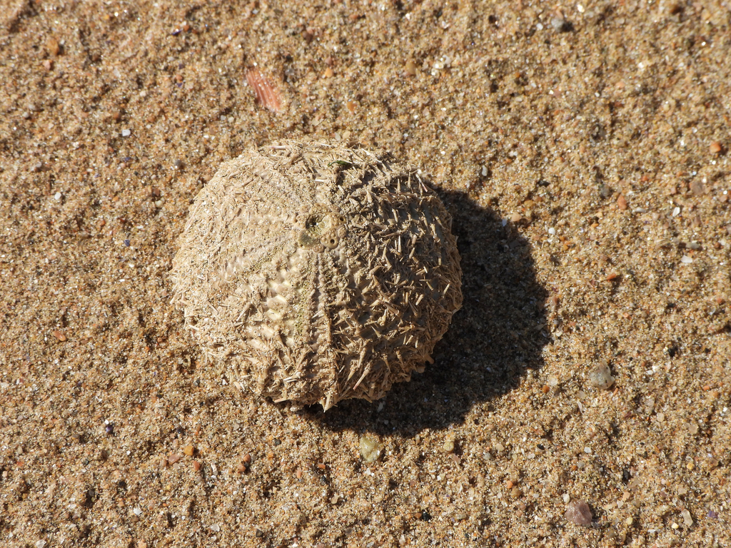 Temnopleurus toreumaticus from Laoshan District, Qingdao, Shandong ...