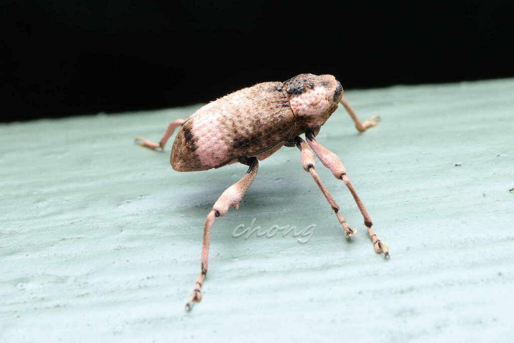 True Weevils from Kinabalu Park, Ranau, Sabah, 马来西亚 on July 19, 2023 at ...