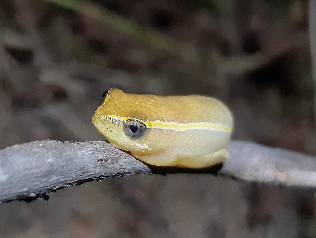 Madagascar reed frogs from Andriamanero, Madagascar on November 3, 2023 ...