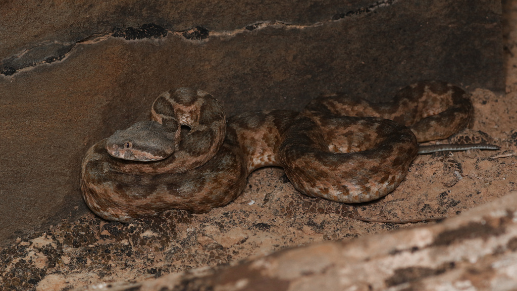Moorish Viper in November 2023 by Otto Bylén Claesson · iNaturalist