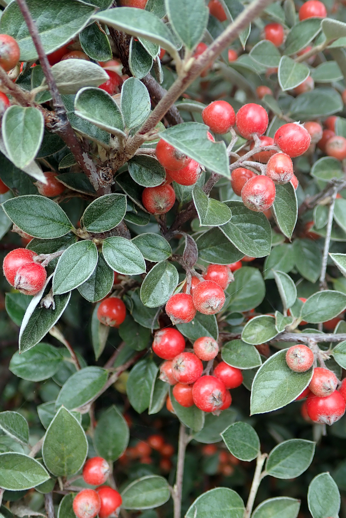 Cotoneaster franchetii (Flora do Campus da UDC en A Coruña) · iNaturalist