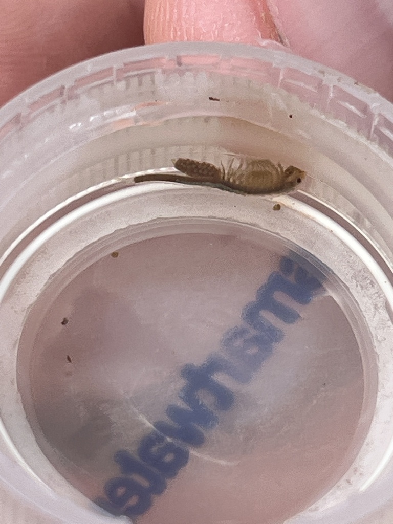 Branchinecta from Valley Spring Creek Trail, Burnet, TX, US on November ...