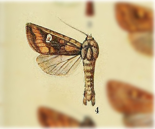 Hydroeciodes pexa · iNaturalist