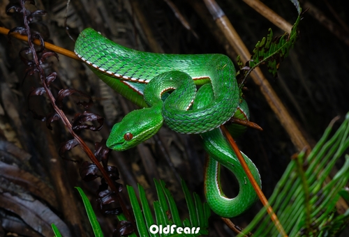 Chinese Green Tree Viper (Trimeresurus stejnegeri) - Snakes and Lizards