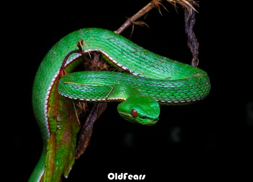 Chinese Green Tree Viper (Trimeresurus stejnegeri) - Snakes and Lizards