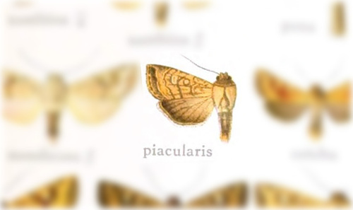 Hydroeciodes piacularis · iNaturalist Mexico