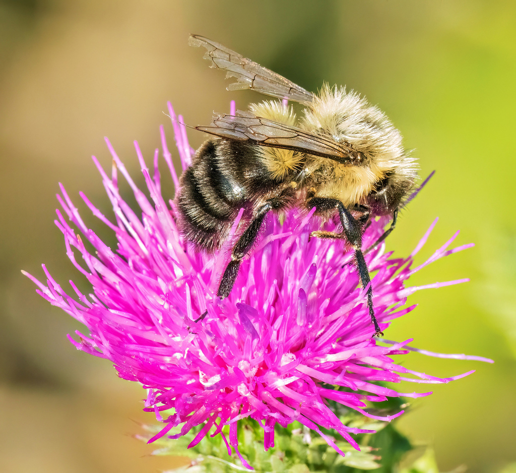 Common Eastern Bumble Bee from Bishop Rd, Montgomery County, Virginia ...