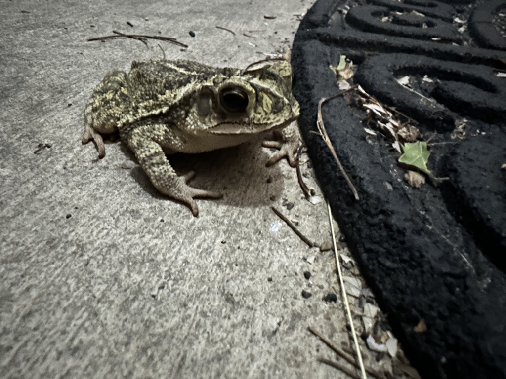 True Toads in September 2023 by silvermongoose · iNaturalist