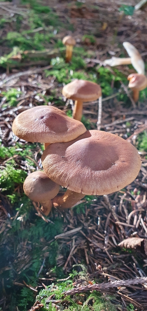 cinnamon webcap from Martletwy, Narberth SA67 8BJ, UK on November 6 ...