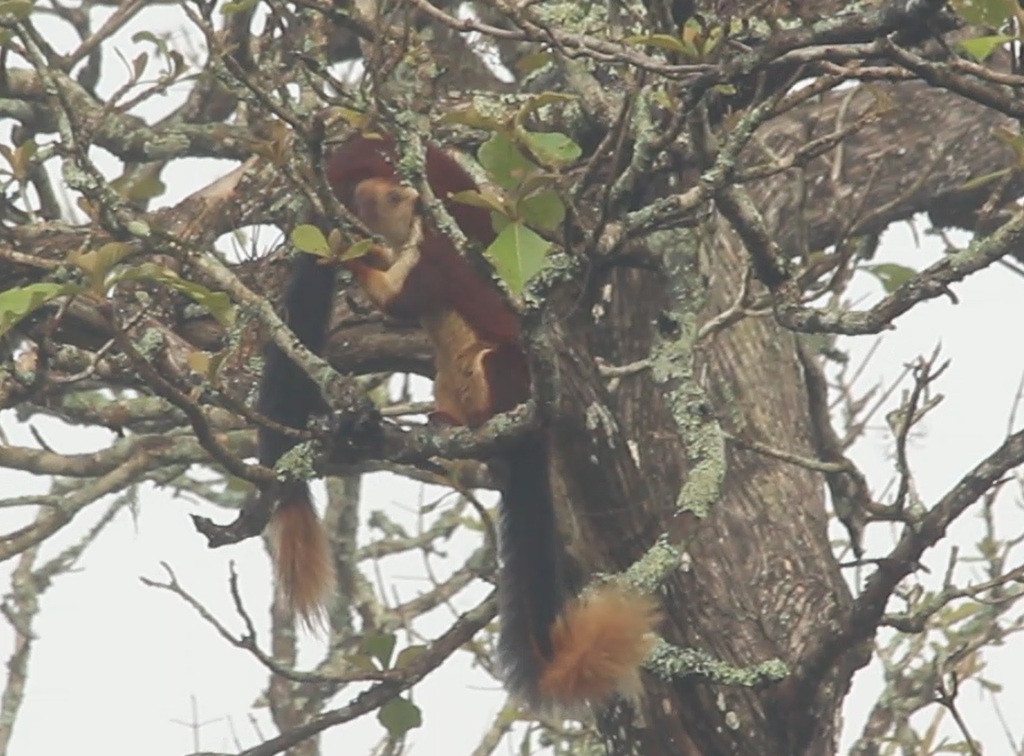 Indian Giant Squirrel from Karnataka, India on April 19, 2017 at 05:59 ...