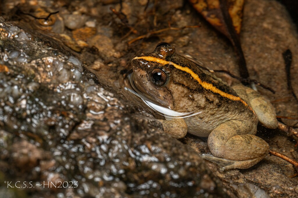 Fragile wart frog in August 2023 by kcss. Chinese Name: 脆皮大頭蛙 English ...