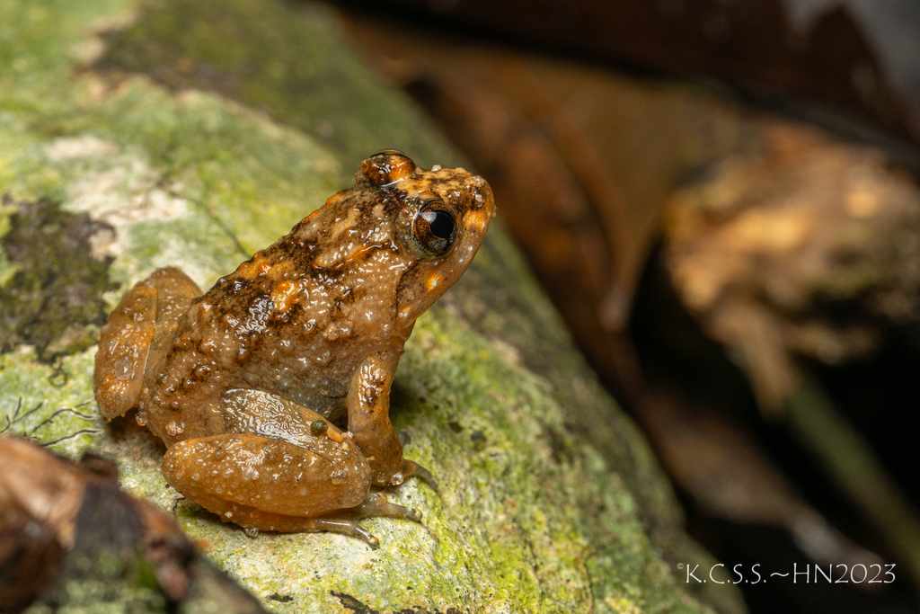 Fragile wart frog in August 2023 by kcss. A juvenile · iNaturalist