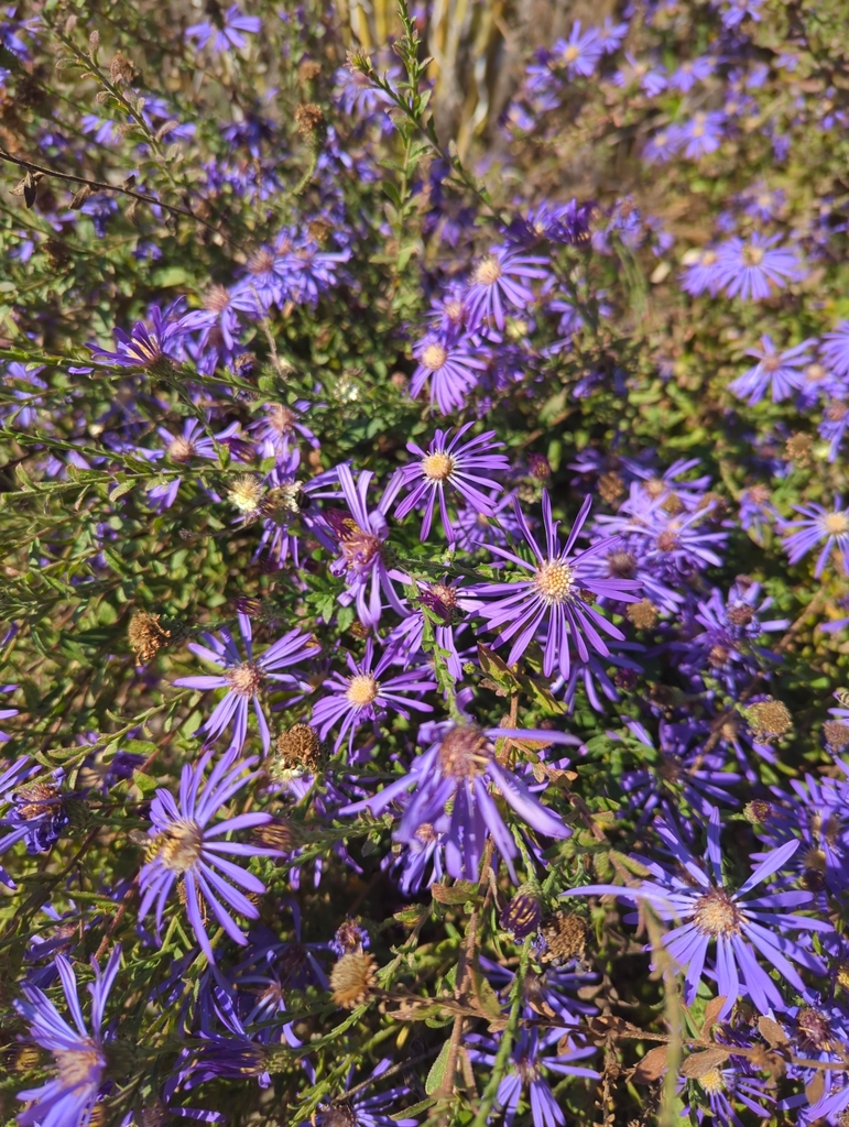 Largeflower Aster from Pittsboro, NC 27312, USA on November 6, 2023 at ...