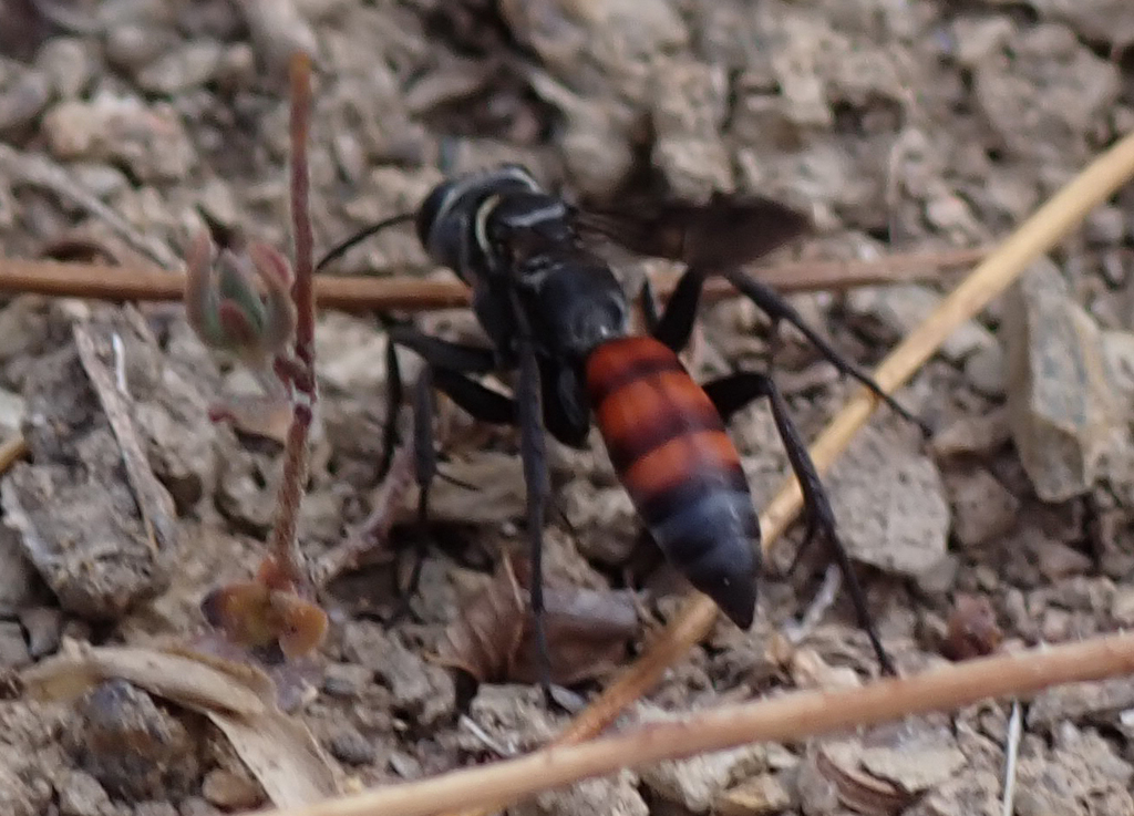 Typical Spider Wasps from Skopelos, Greece on August 13, 2023 at 08:33 ...