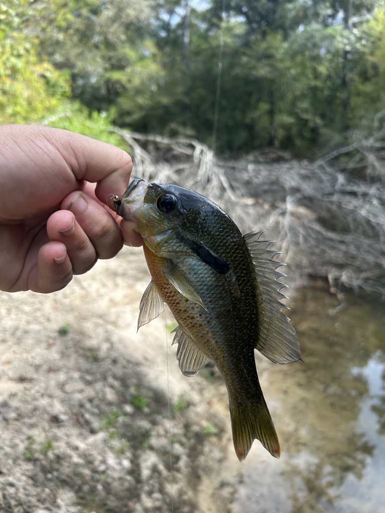 Redbreast Sunfish from Five Runs Creek, Andalusia, AL, US on October 5 ...