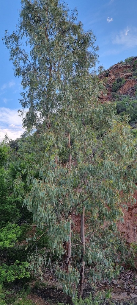 eucalyptus from Garden Route District Municipality, South Africa on ...