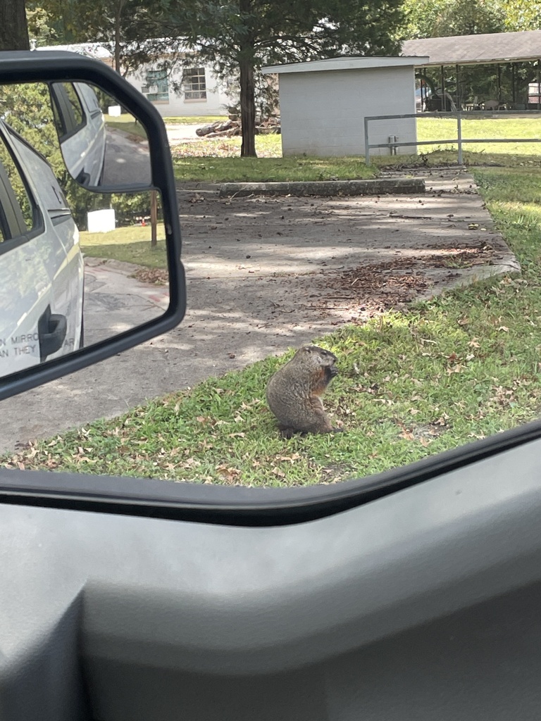 Groundhog from Dorothea Dix Park, Raleigh, NC, US on October 17, 2023 ...